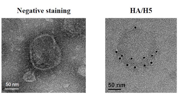 Anti-Hemagglutinin Antibody, Influenza A virus H5N8 Antibody, clone ...